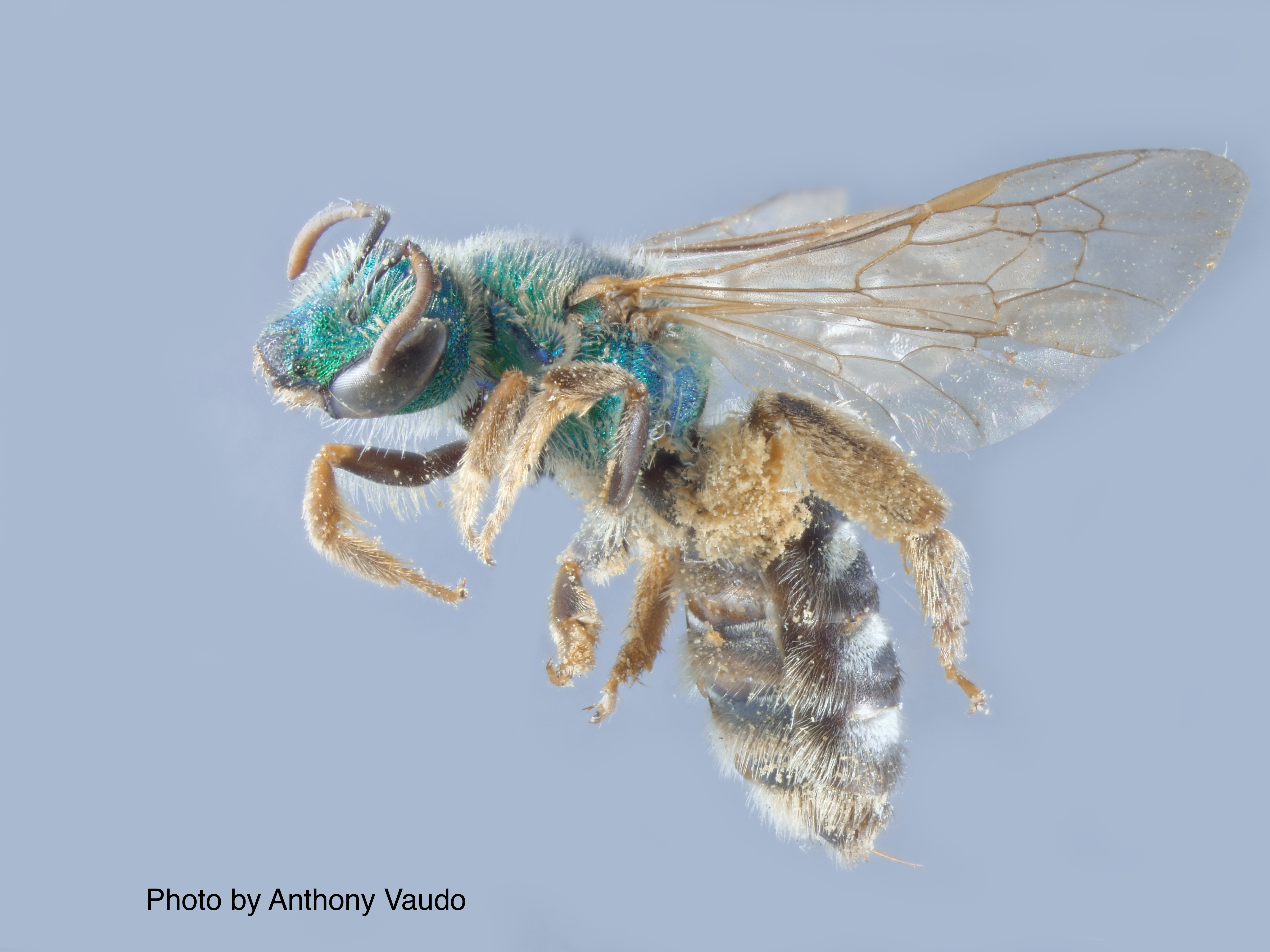 agapostemon-edited – López-Uribe Lab