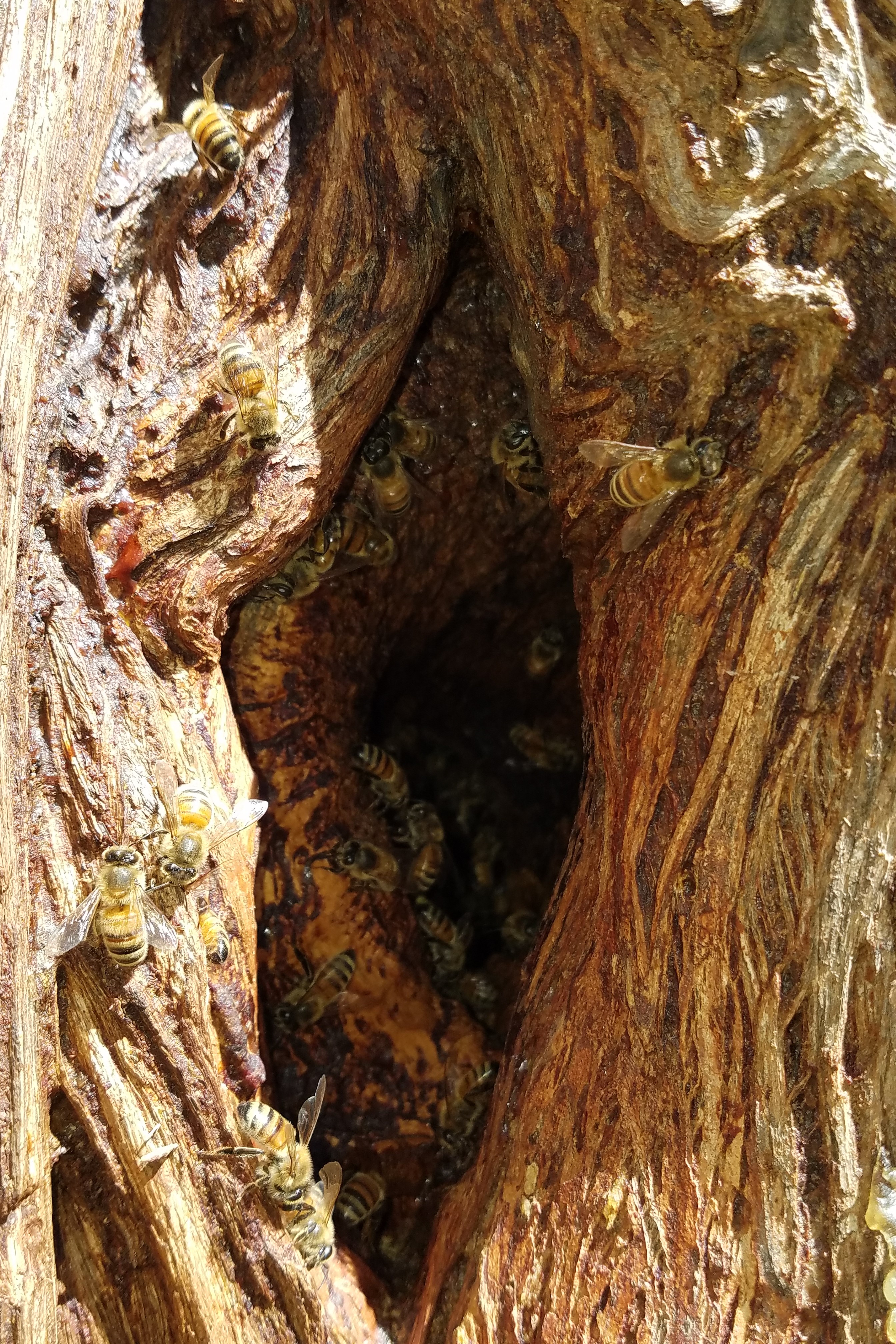 copy feral pic – López-Uribe Lab