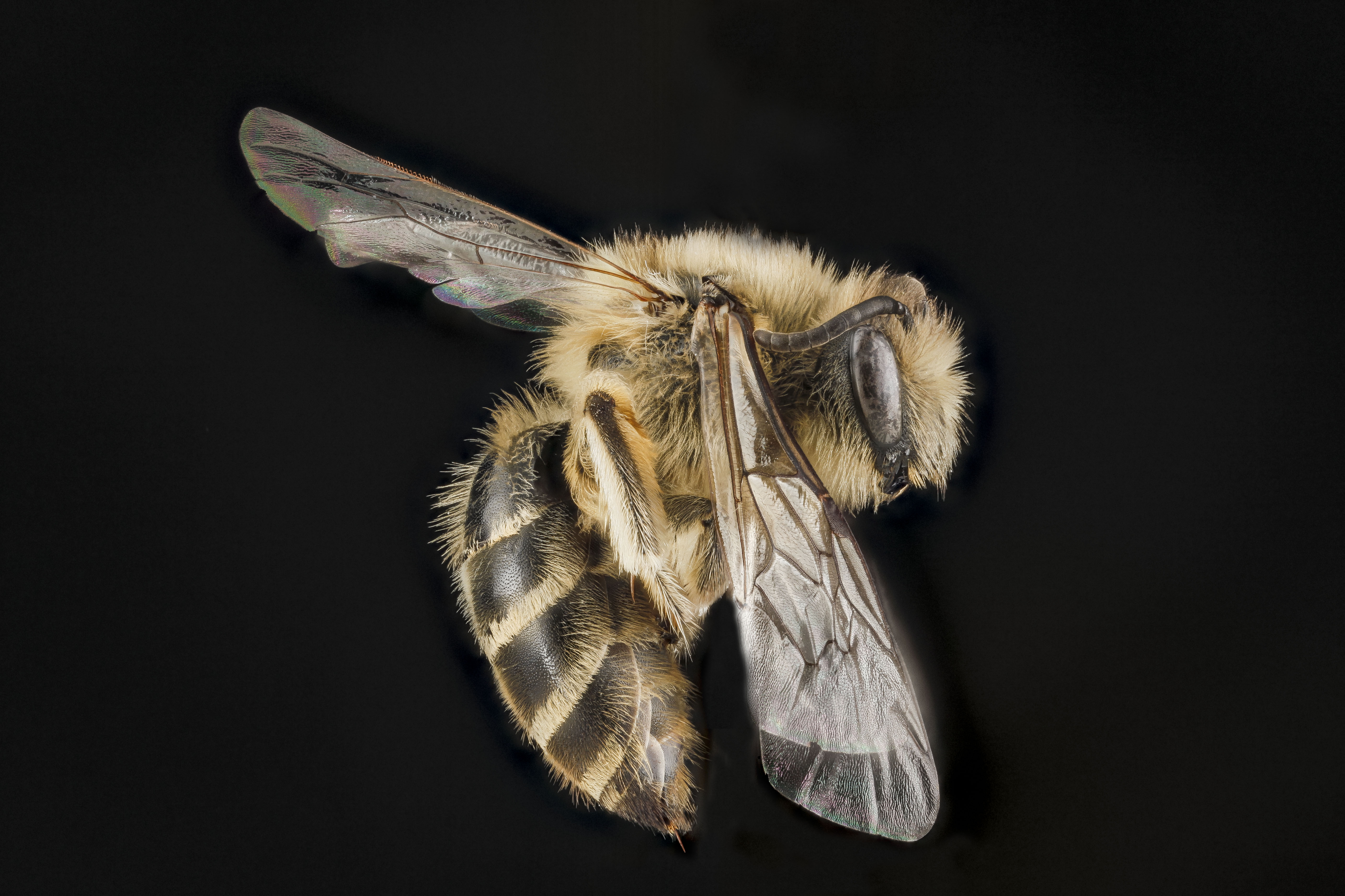Colletes inaequalis, f – López-Uribe Lab