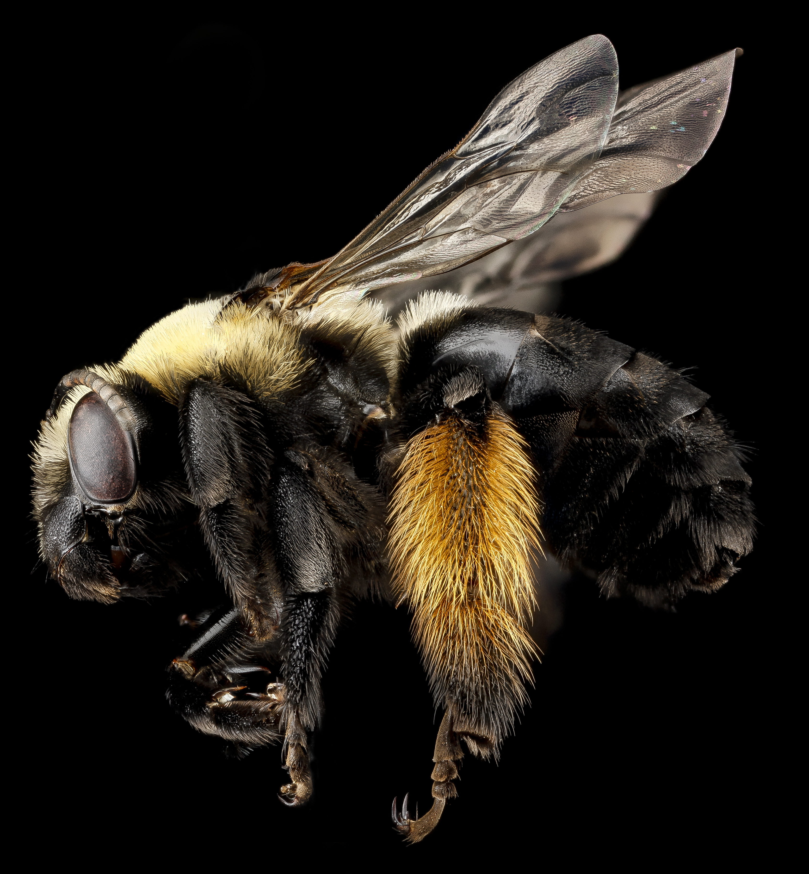 Melissodes desponsa, f – López-Uribe Lab