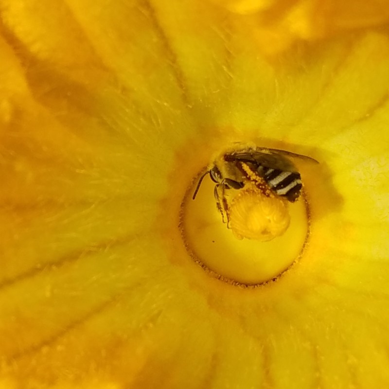 Research – López-Uribe Lab