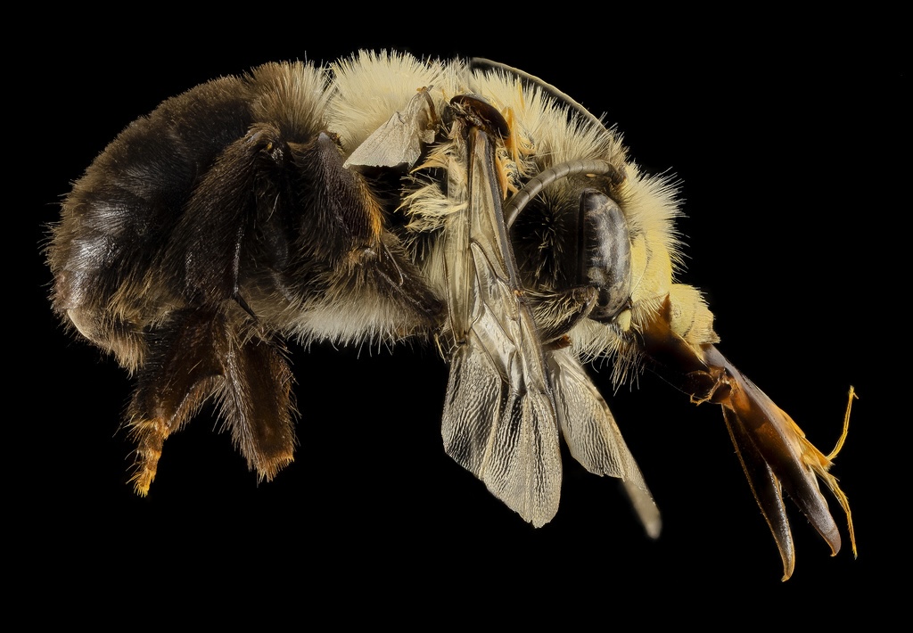 Anthophora abrupta – López-Uribe Lab