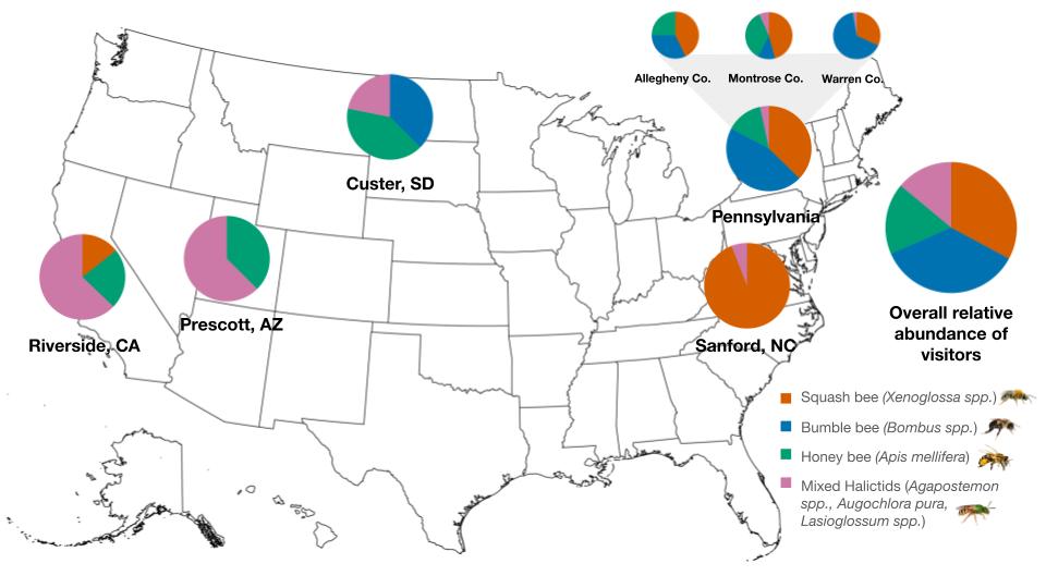2024 overall map – squash pollinator search (1) – López-Uribe Lab